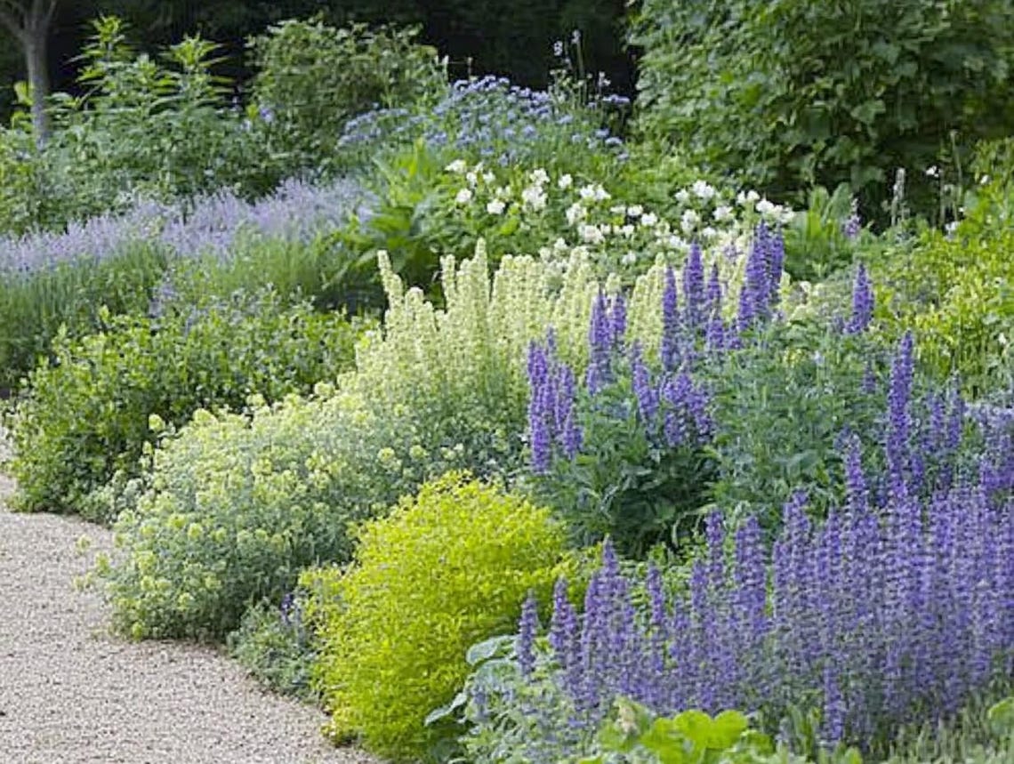 Mediterranean Garden Border (full Sun) - Etsy