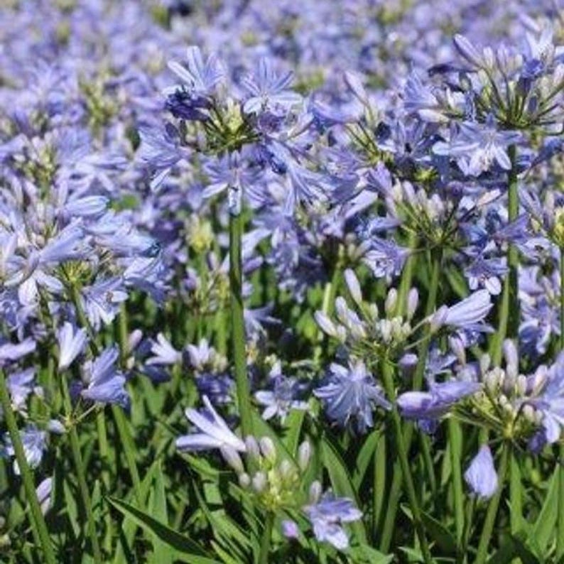 Blue Garden Design (full Sun) Planting Plan - Etsy