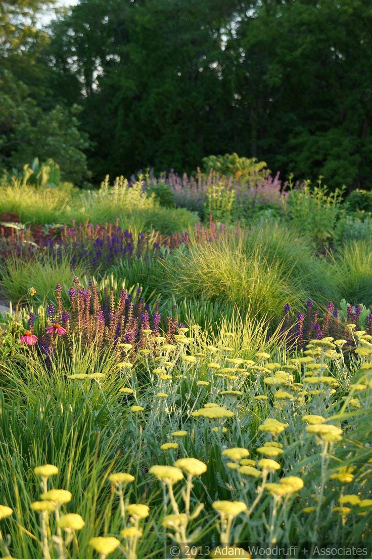 Lawn Alternative - Planting Plan (full Sun) - Etsy