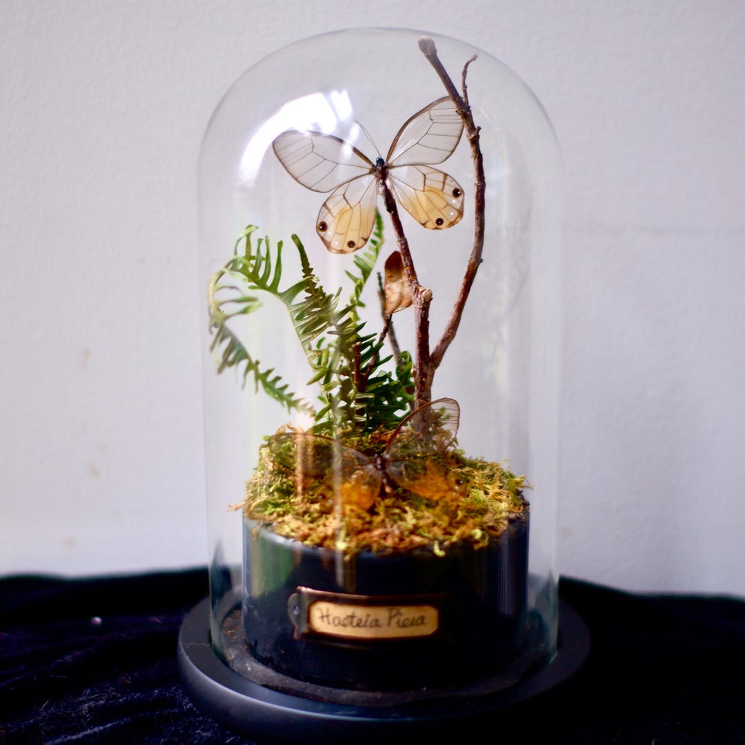 Rare Clearwing Butterfly Bell Jar | Haetera Piera Moss Terrarium - Etsy