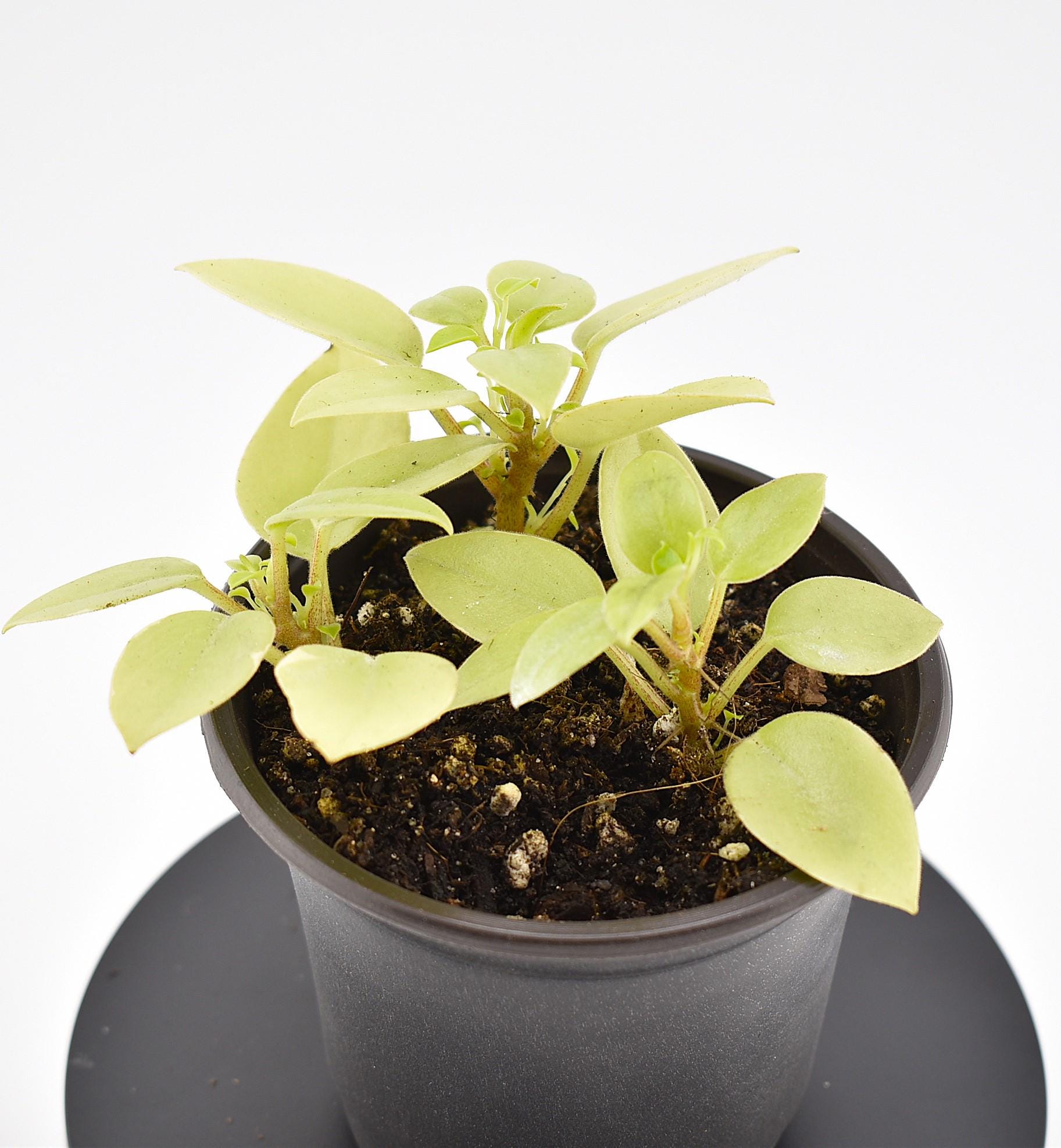 Peperomia Trinervula Bibi Compact Peperomia Plant Easy Care Houseplant ...