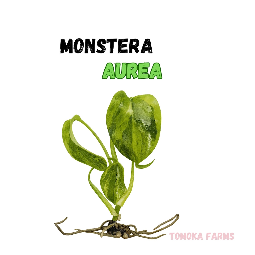 Monstera Borsigiana Aurea Variegated Tissue Culture Plant Lime Green - Etsy