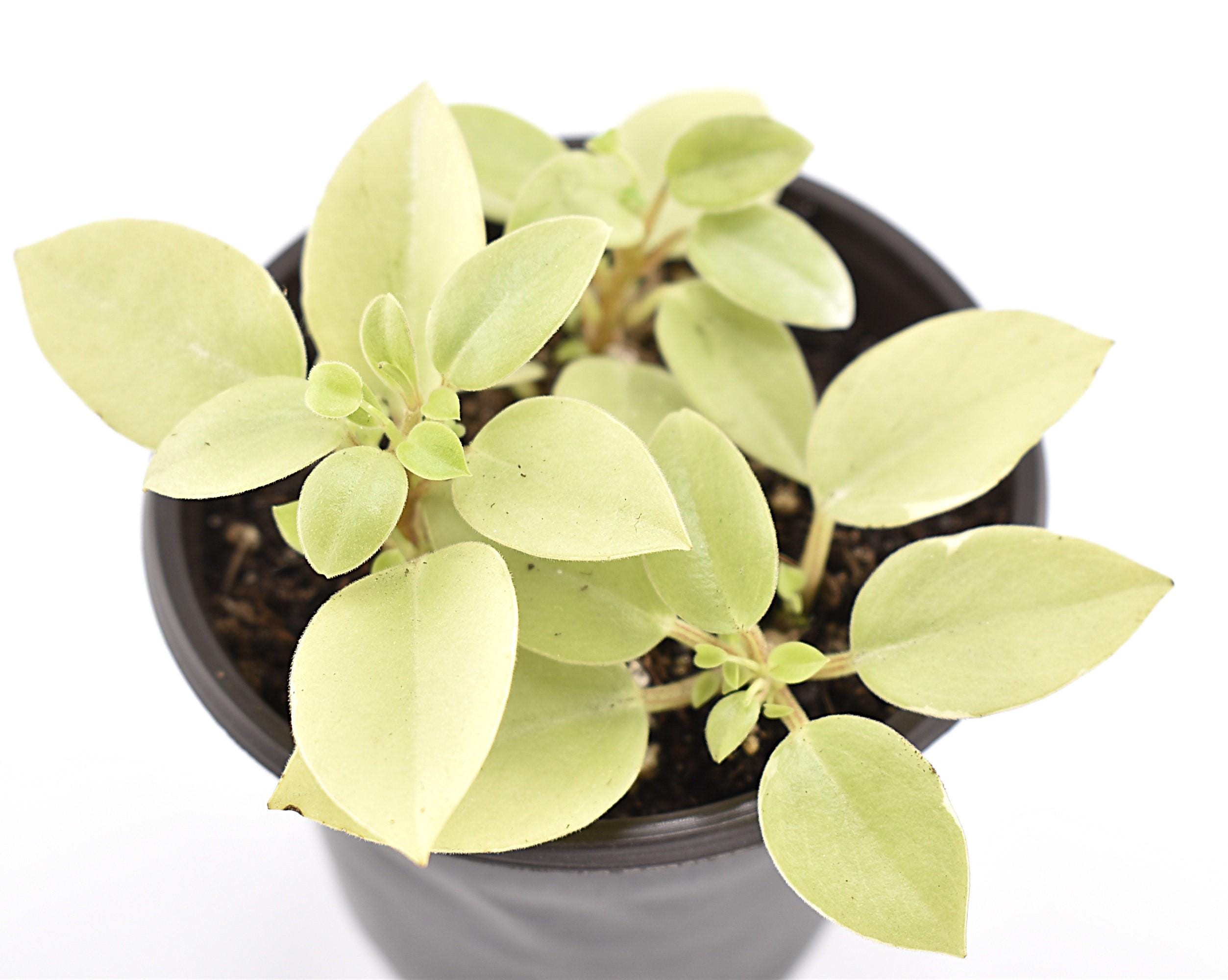Peperomia Trinervula Bibi Compact Peperomia Plant Easy Care Houseplant ...