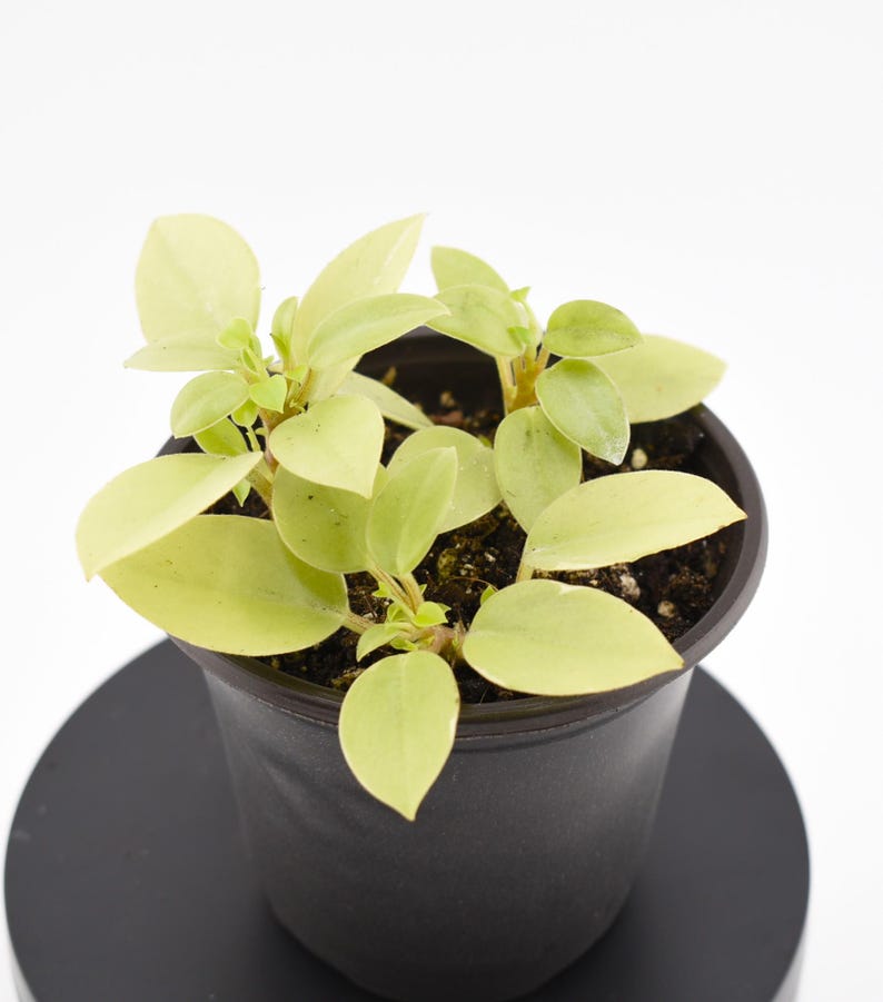 Peperomia Trinervula Bibi Compact Peperomia Plant Easy Care Houseplant ...