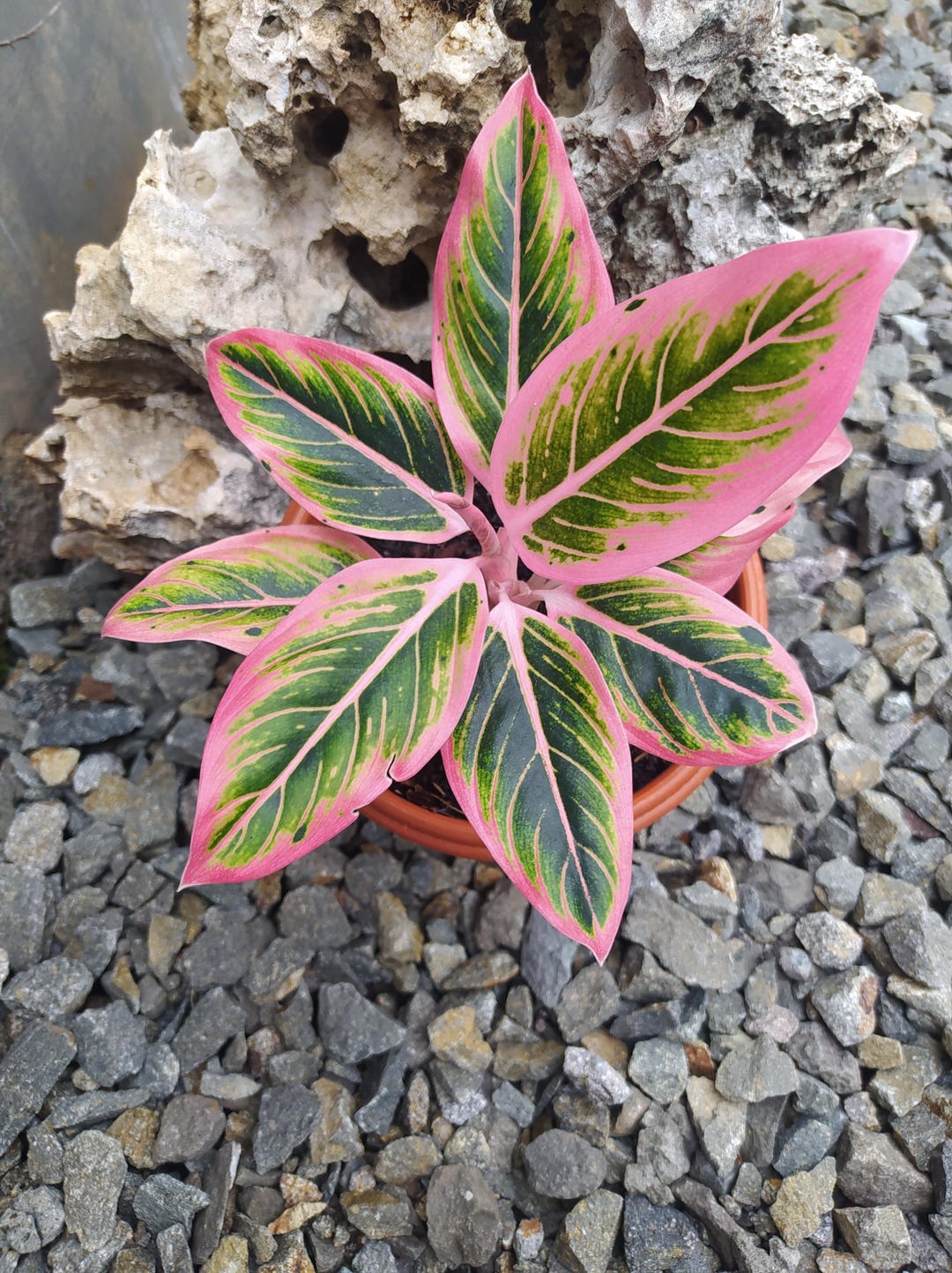 Aglaonema Lotus Delight – Premium Tissue Culture W/ Optional Setup Kit ...