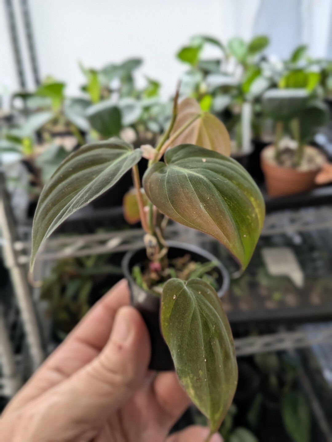 Philodendron Mican Starter Plant Heart Shaped Office Gift Plant Gift ...