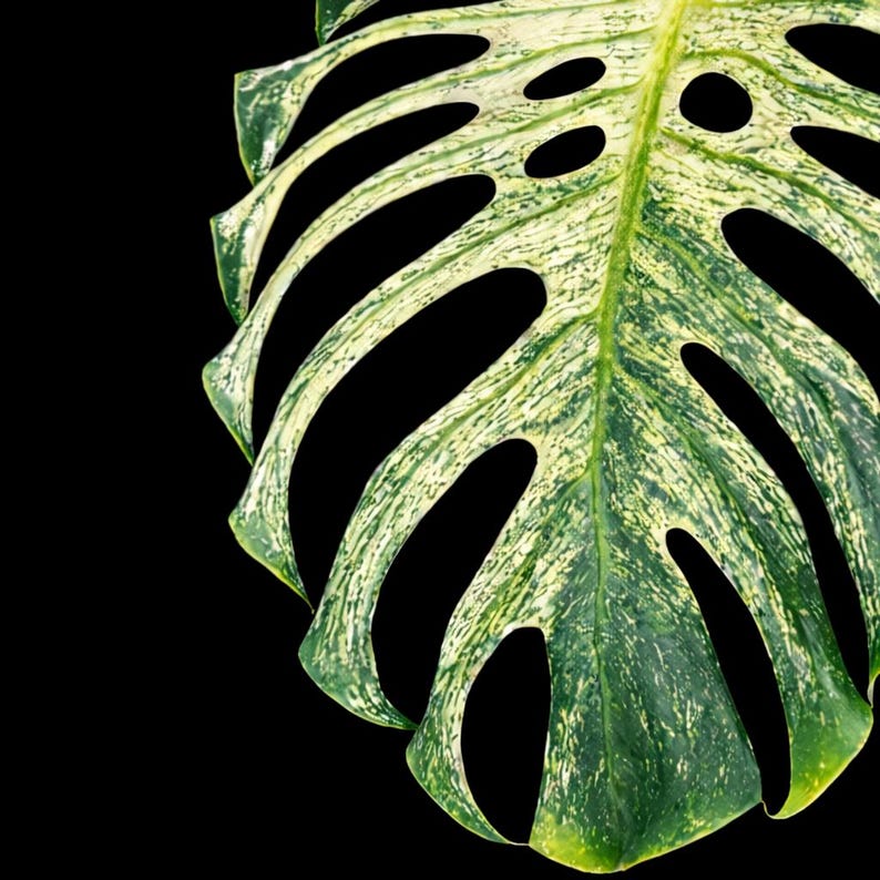 Monstera Devil Monster Tissue Culture Plant Special Order - Etsy