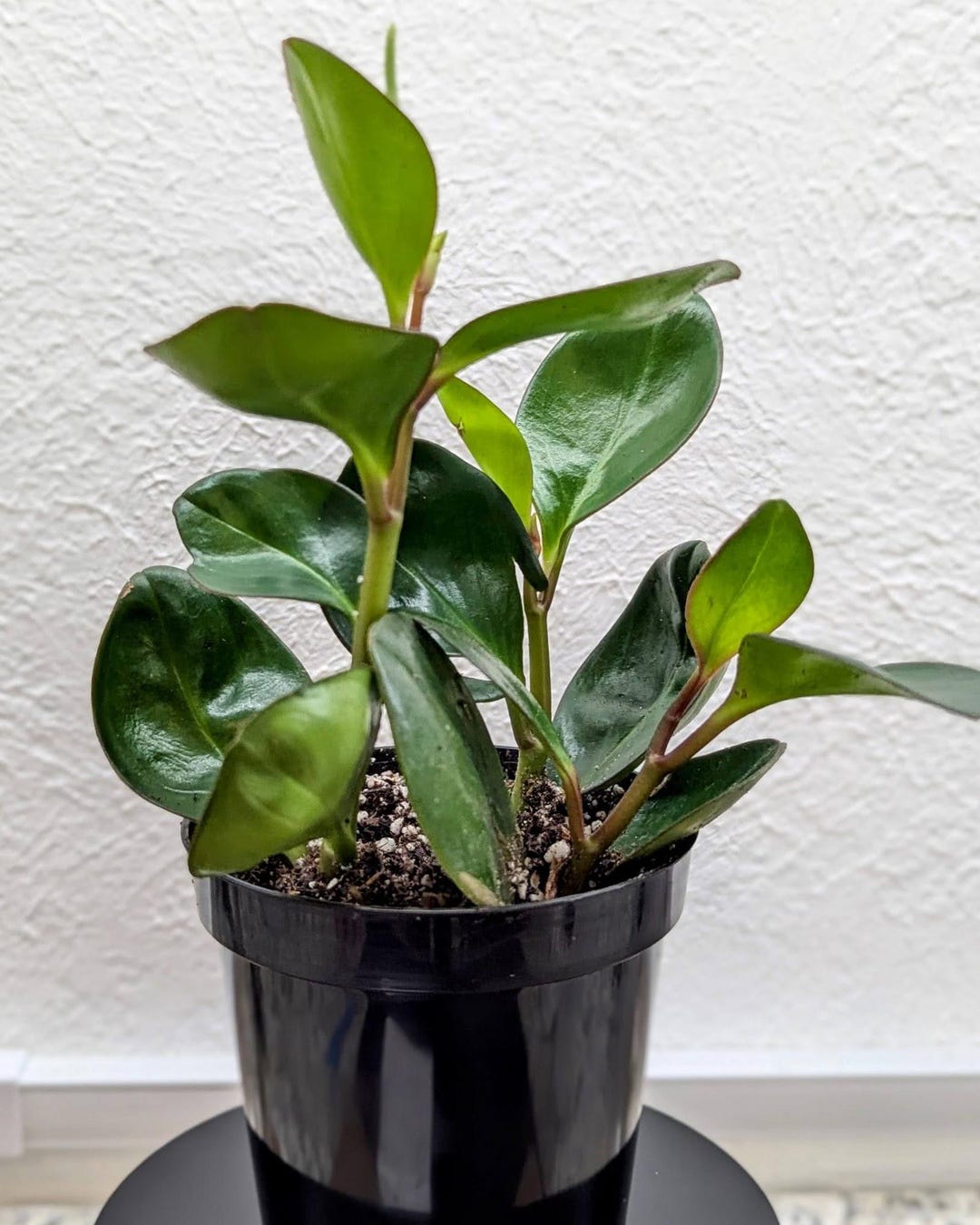 Peperomia Obtusifolia Red Margin Red Edged Houseplant for Indoor ...