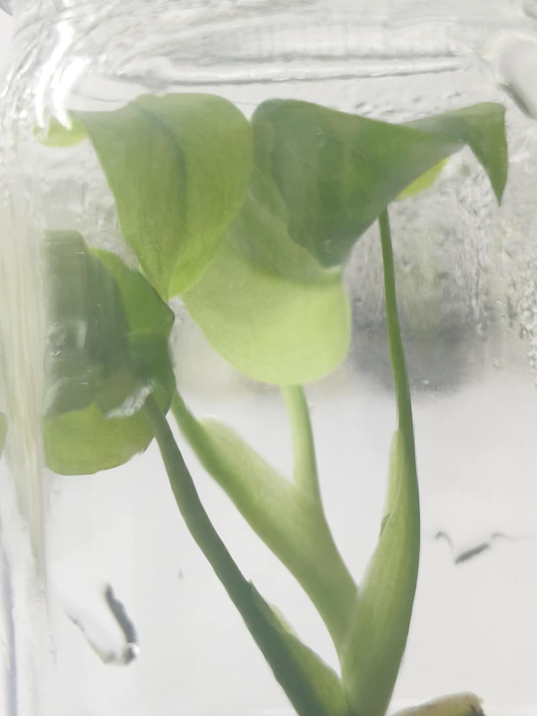 Monstera Deliciosa Lemon Lime Variegated Tissue Culture –rare Collector ...