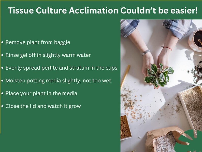 40-cell Plant Tissue Culture Acclimation Kit: Seed Starter Tray - Etsy