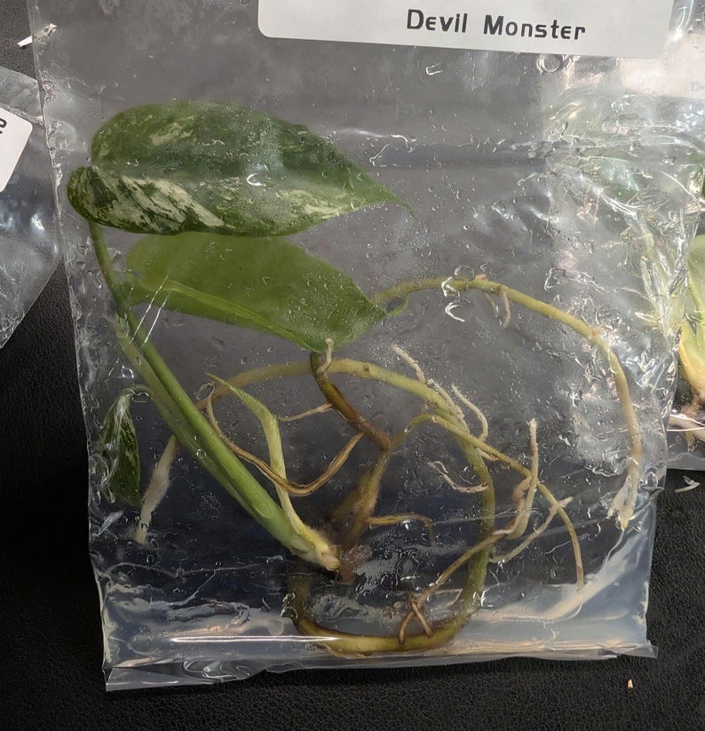 Monstera Devil Monster Tissue Culture Plant Special Order - Etsy