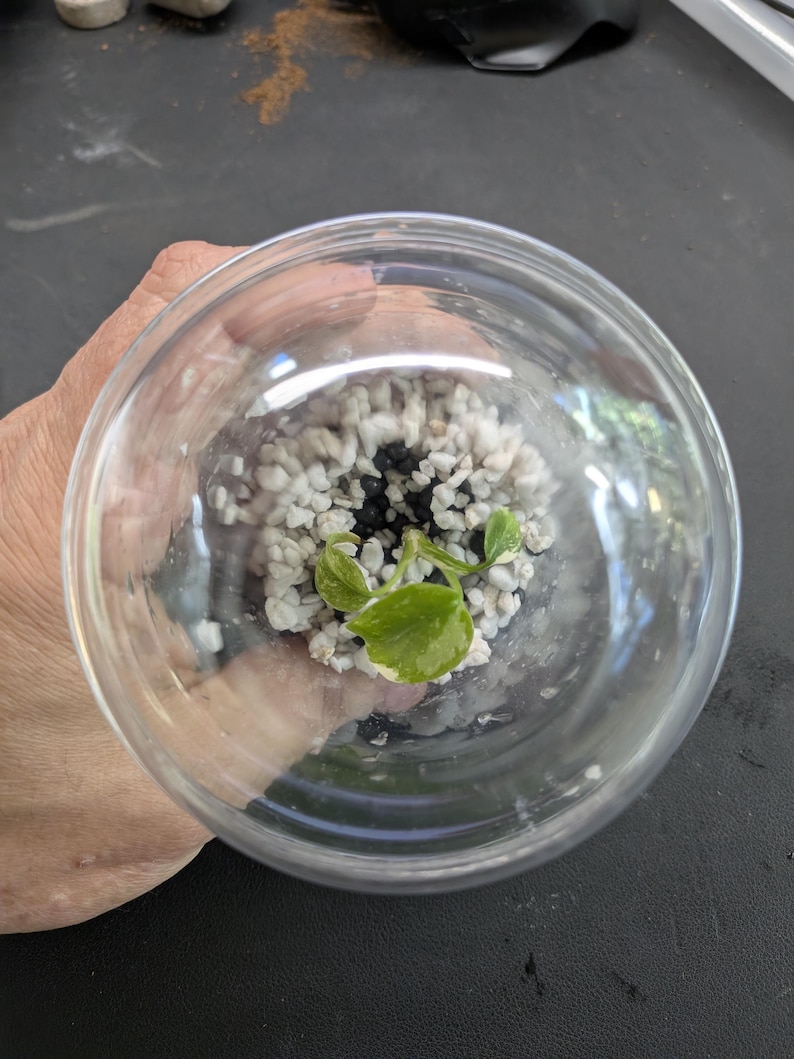 Tissue Culture Plant Acclimation Kit: Perlite Stratum Blend, Parfait ...