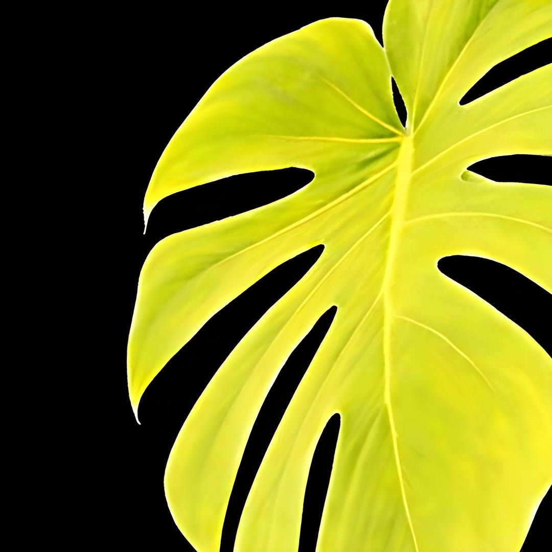 Monstera Lemon Lime– Tissue Culture – Starter Plant / Preorder - Etsy