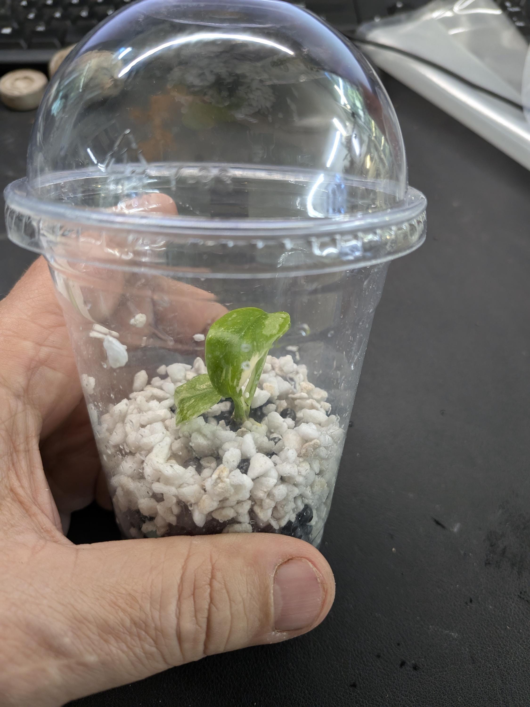 Tissue Culture Plant Acclimation Kit: Perlite Stratum Blend, Parfait ...