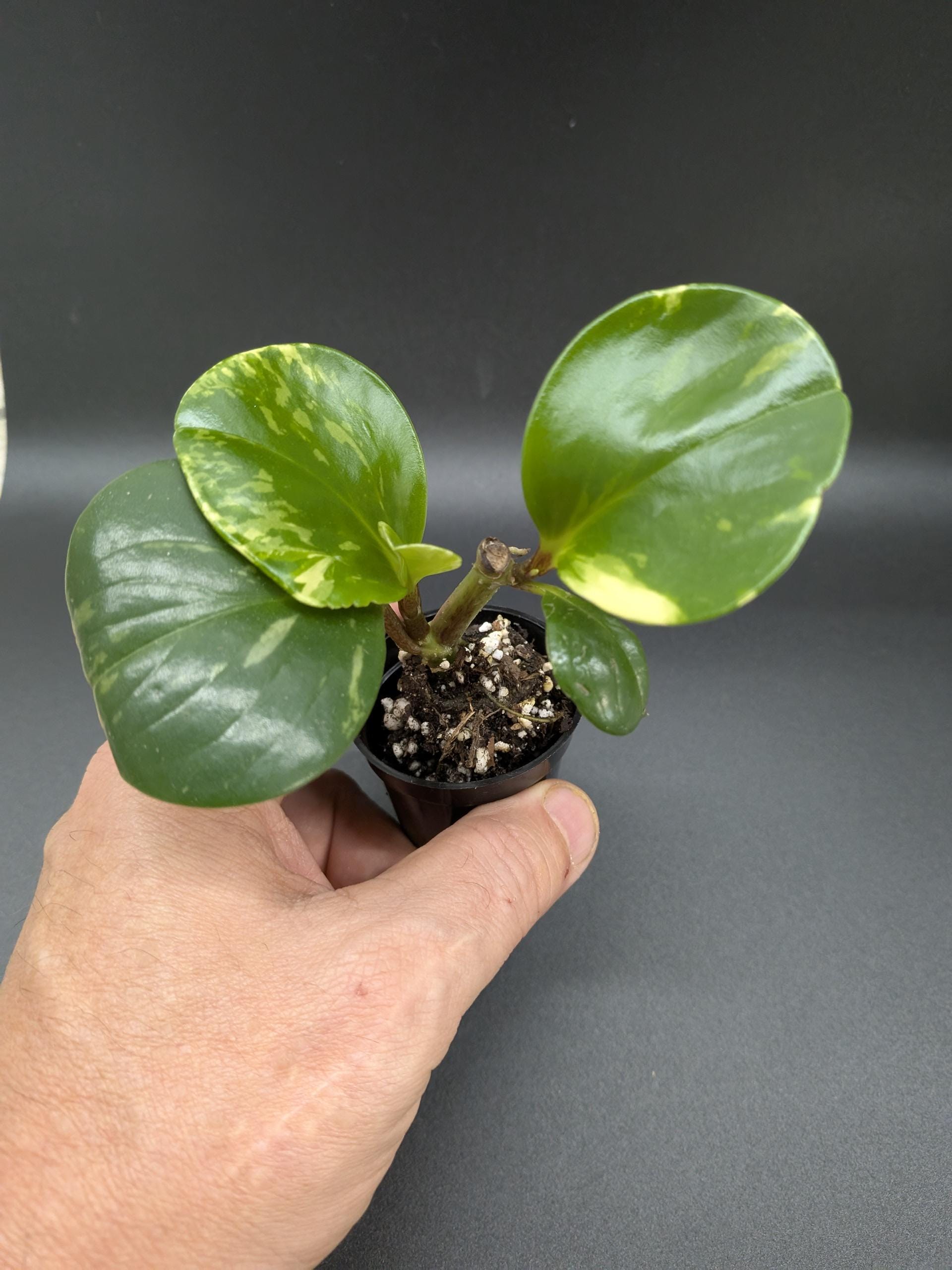 Peperomia Marble Variegated Plant Easy Care Indoor Plant Variegated ...