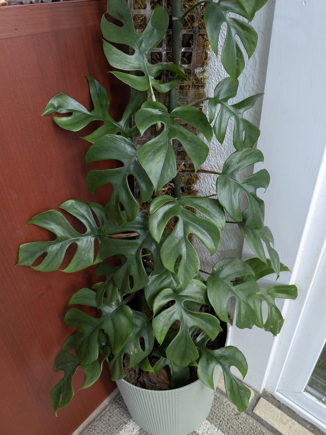 Mini Monstera Rhaphidophora Tetrasperma Large Plant Trendy House Plant ...