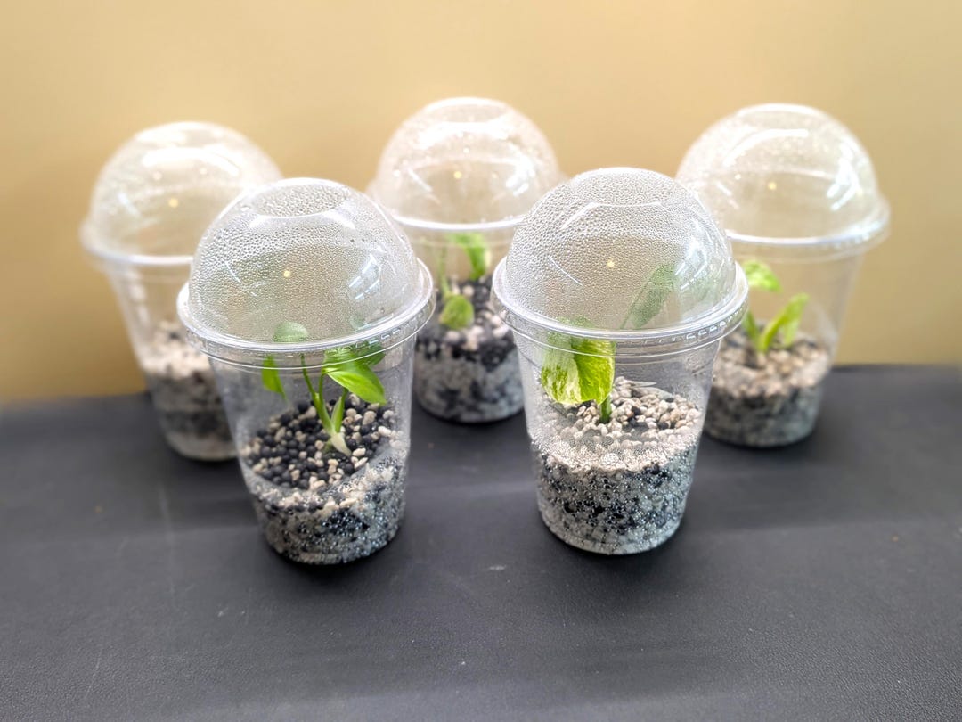 Tissue Culture Plant Acclimation Kit: Perlite Stratum Blend, Parfait ...