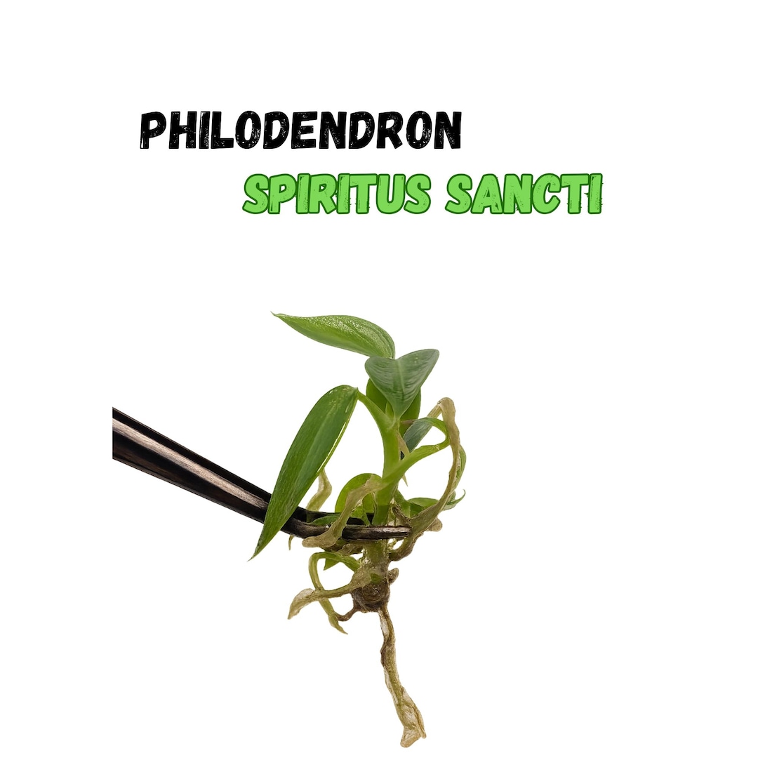 Philodendron Spiritus Sancti Rare Plant Unique Live Tissue Culture ...