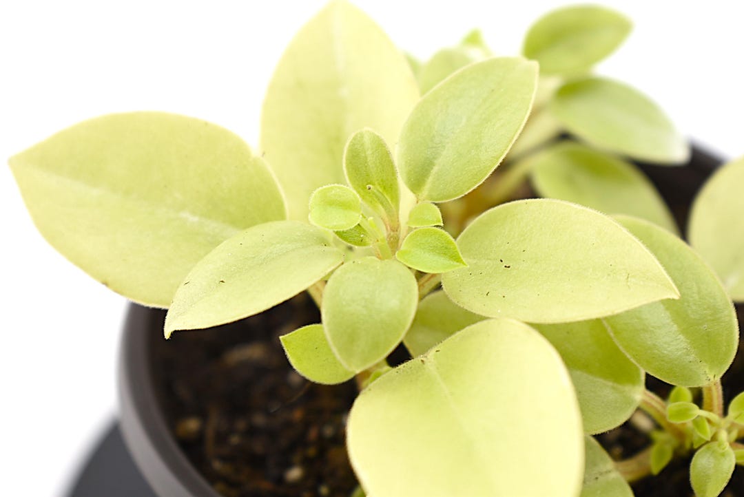 Peperomia Trinervula Bibi Compact Peperomia Plant Easy Care Houseplant ...