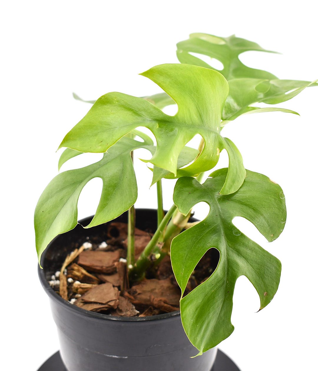 Mini Monstera Plant Rhaphidophora Tetrasperma Swiss Cheese Plant Split ...