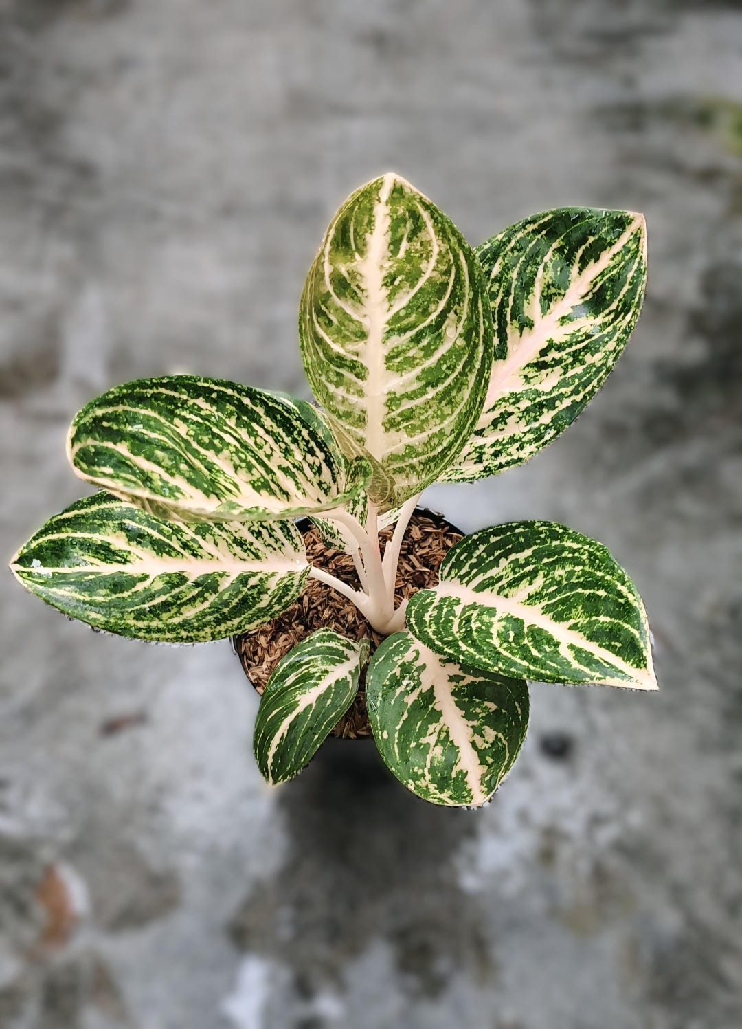 Rare Aglaonema White Widuri Tissue Culture Starter Plant - Lab Cup Kit ...