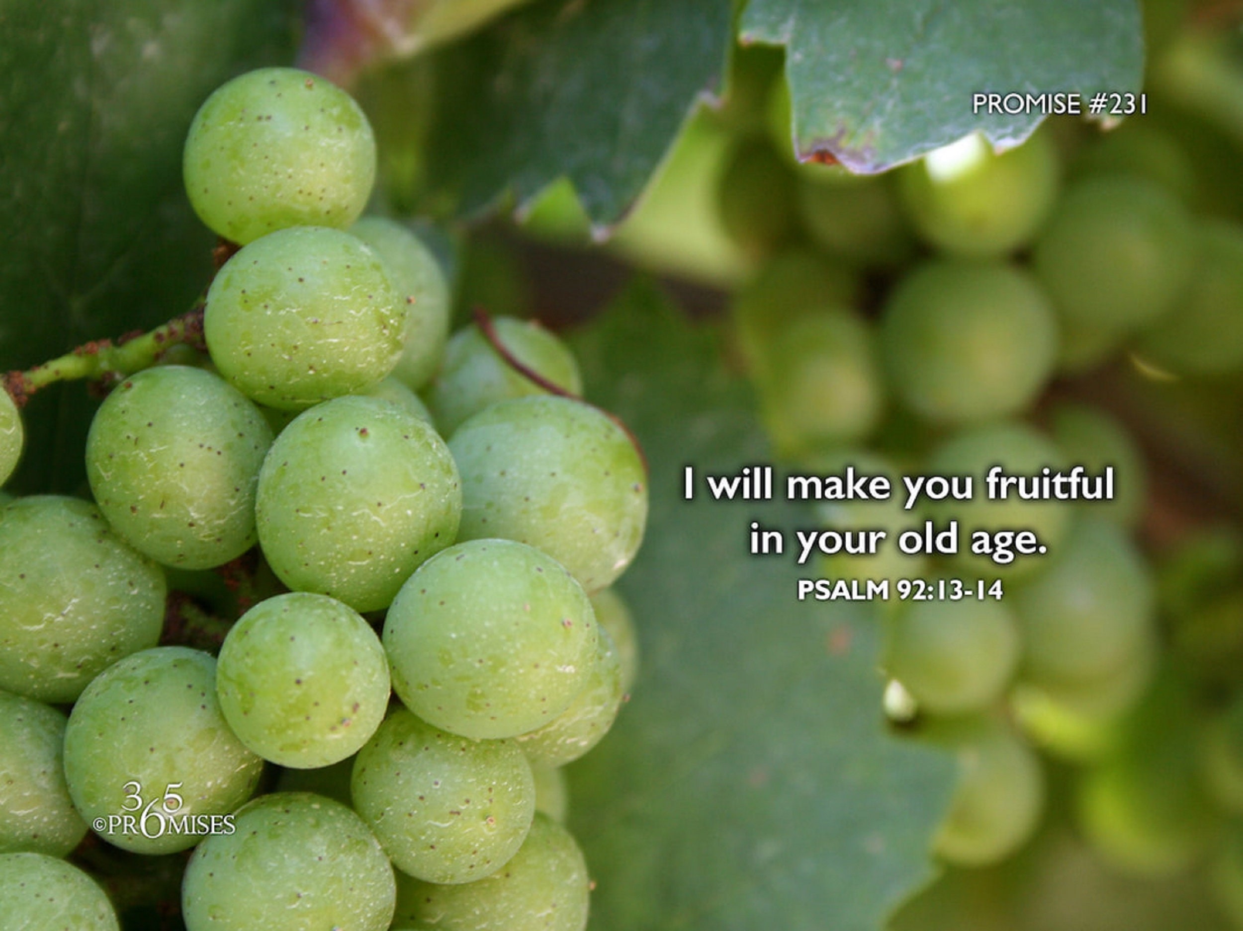 GP0231 God's Promise Psalm 92:13-14 - Etsy