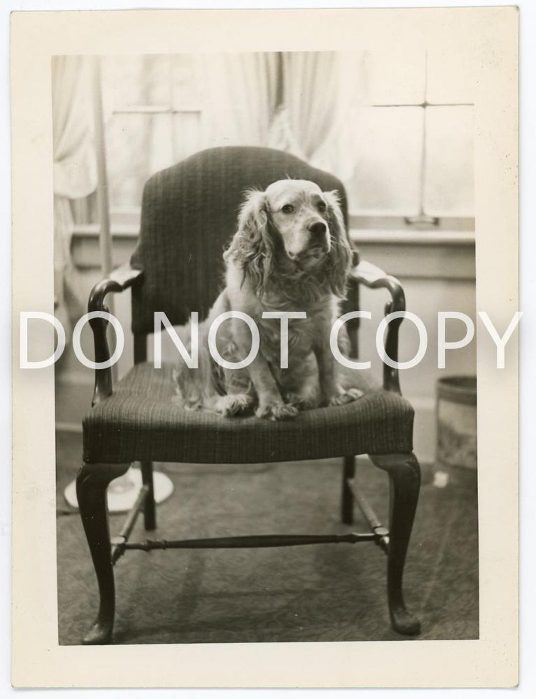 Vintage, 1950s B&W Photo of Dog, Cocker Spaniel on a Chair - DIGITAL ...