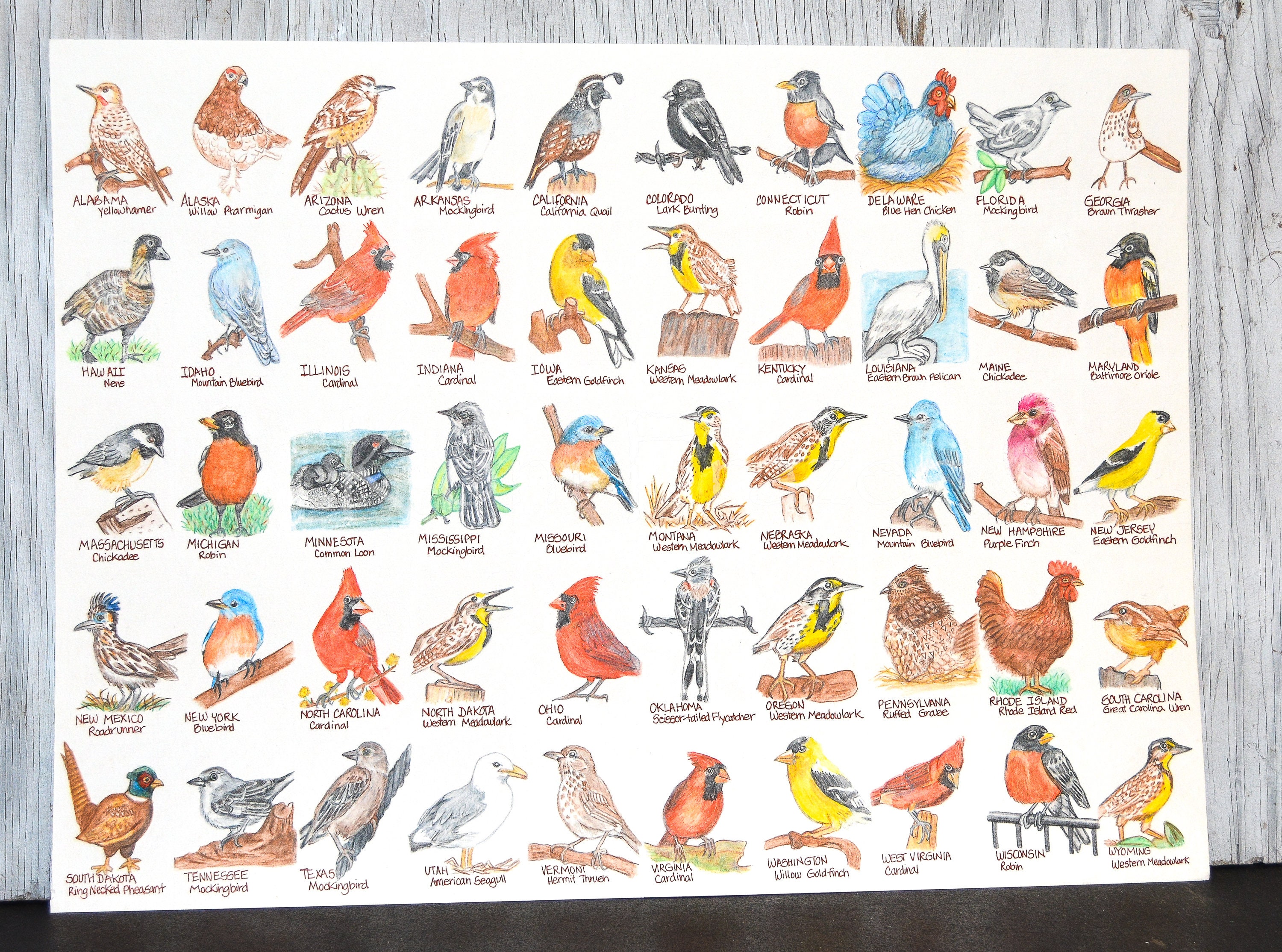 50 State Birds: Original Watercolor Painting, USA Art - Etsy