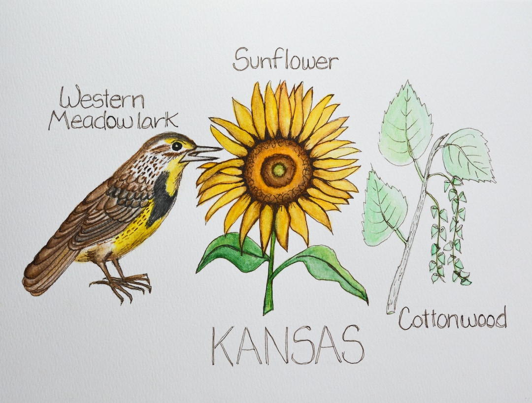 Kansas State Bird, Flower, Tree, Original Watercolor Painting, Western ...