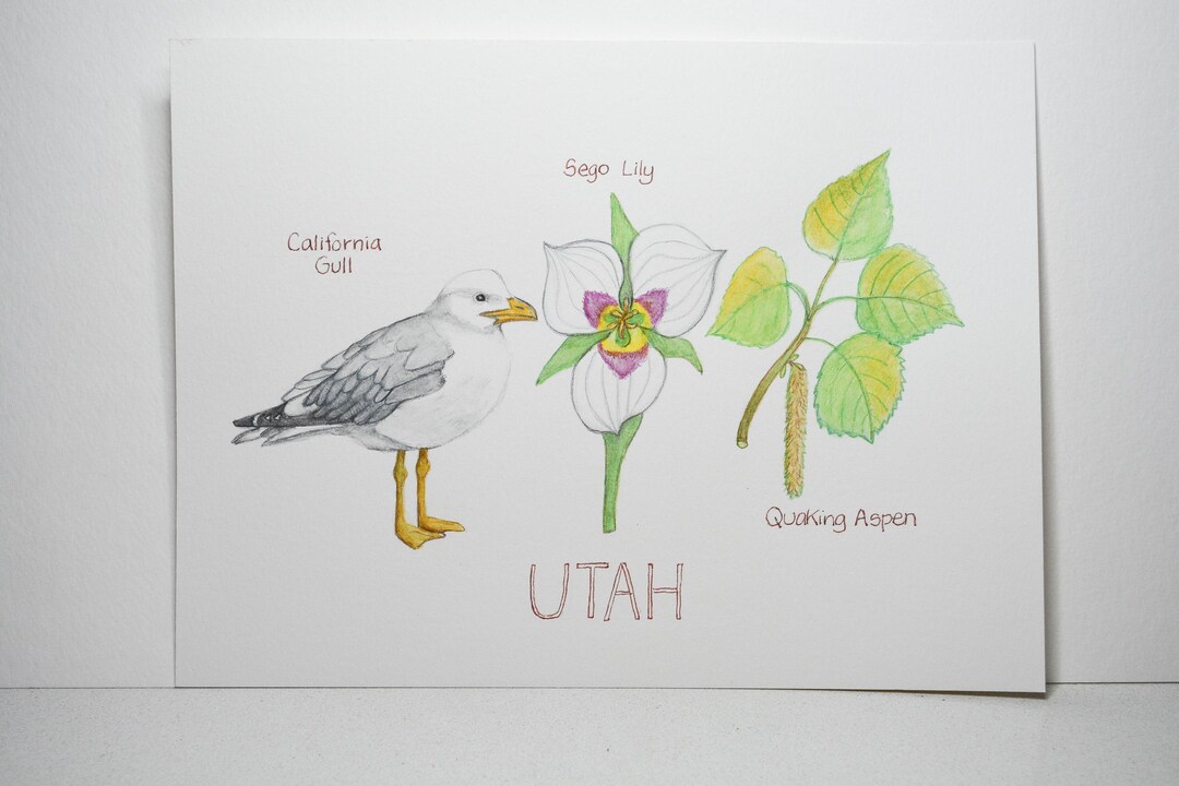 Utah State Bird, Flower, Tree, Original Watercolor Painting, California ...