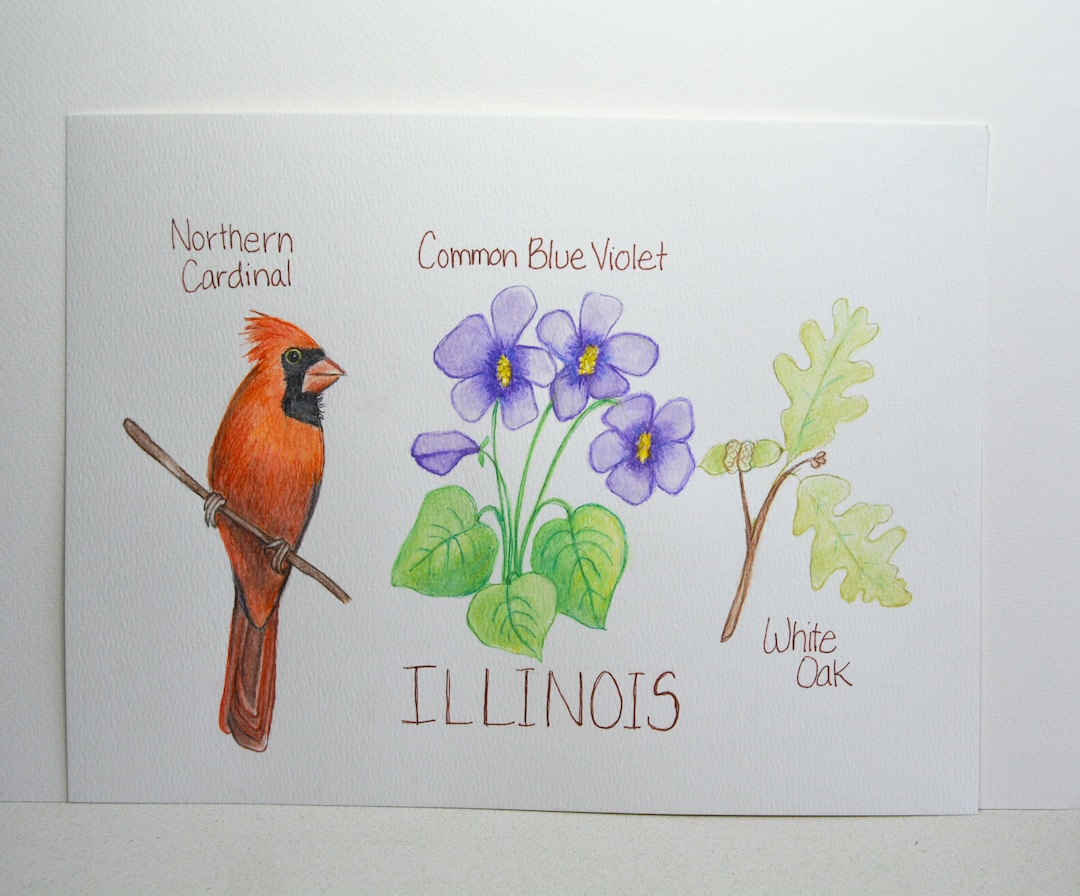 Illinois State Bird, Flower, Tree, Original Watercolor Painting ...