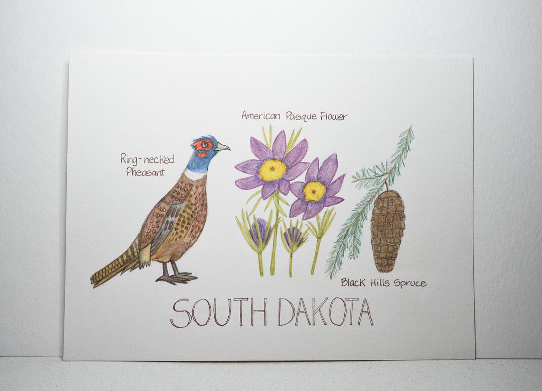 South Dakota State Bird, Flower, Tree, Original Watercolor Painting ...