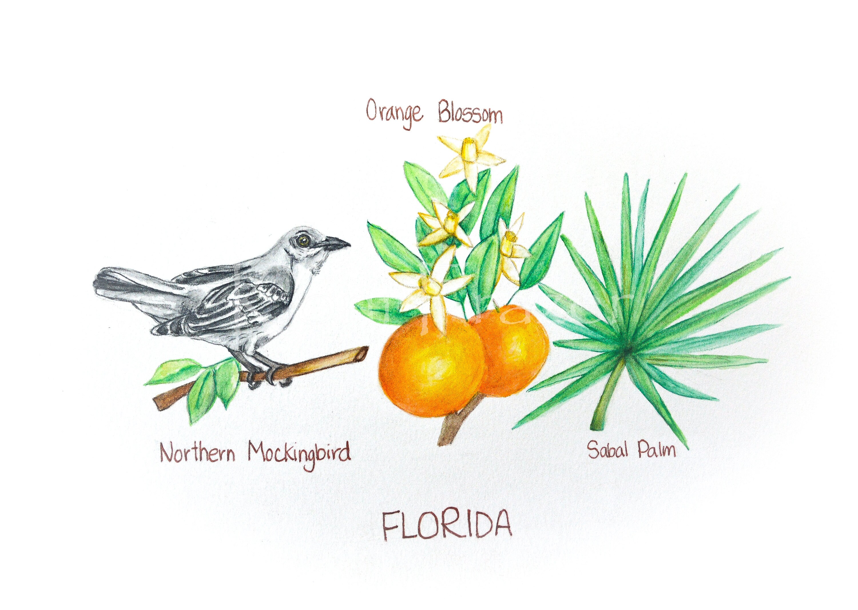 Florida State Symbols: Original Watercolor Painting, Mockingbird ...