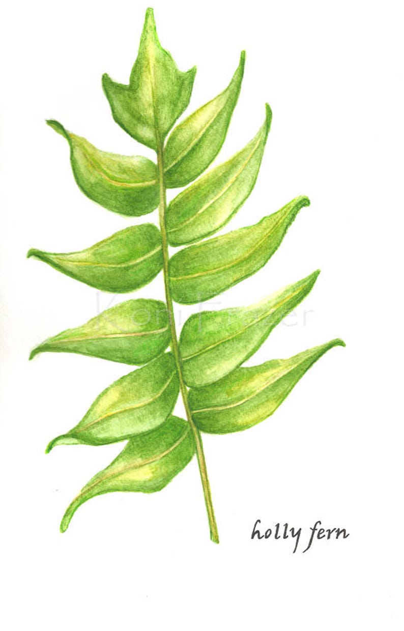 Fern Watercolor Painting Fern Art Holly Fern Original - Etsy