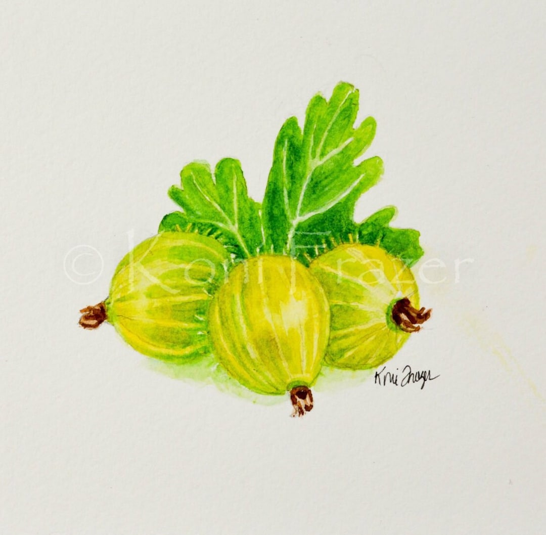 Watercolor Painting of Gooseberries, Indian Gooseberry, Original ...