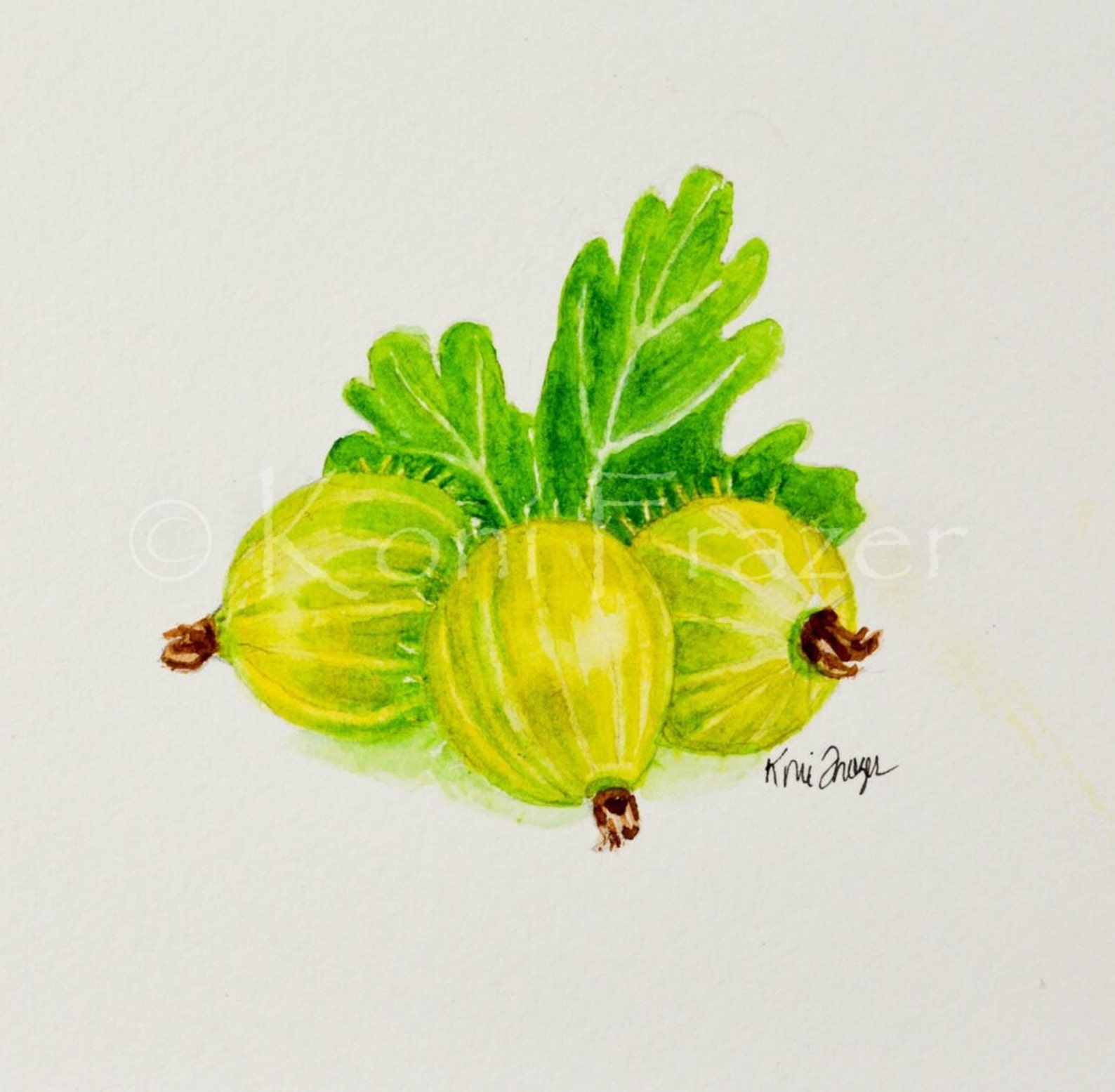 Watercolor Painting of Gooseberries, Indian Gooseberry, Original ...