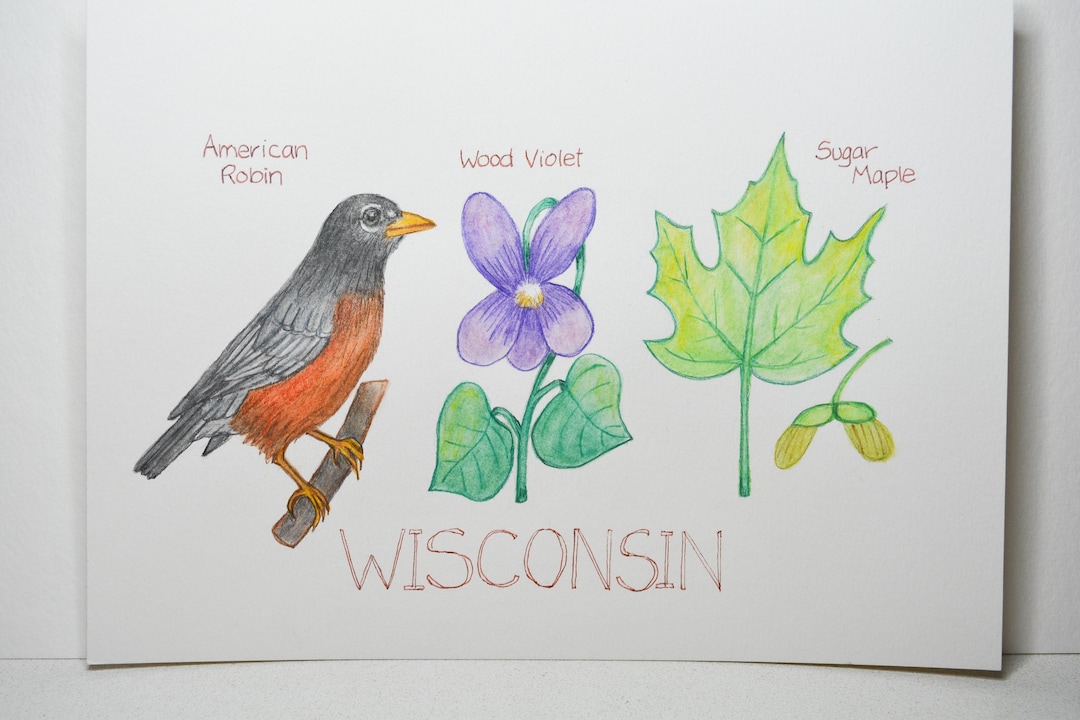 Wisconsin State Bird, Flower, Tree, Original Watercolor Painting ...