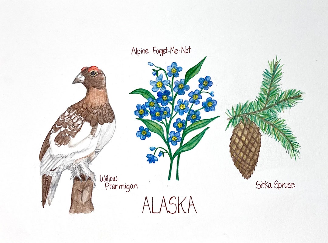 Alaska State Bird, Flower, Tree, Original Watercolor, Willow Ptarmigan ...
