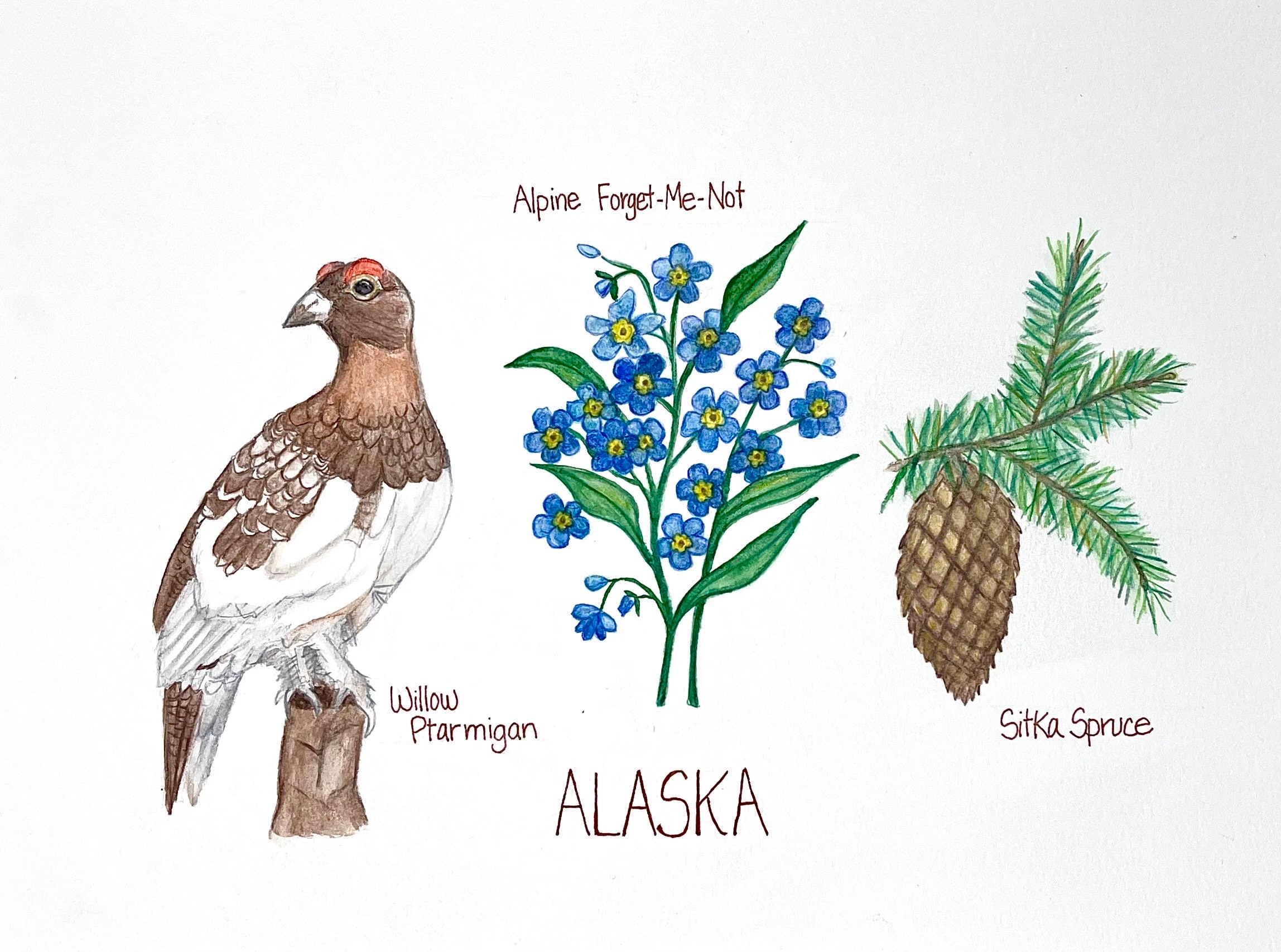Alaska State Bird I Went To The Woods: My Buddy The Bird | Juneau