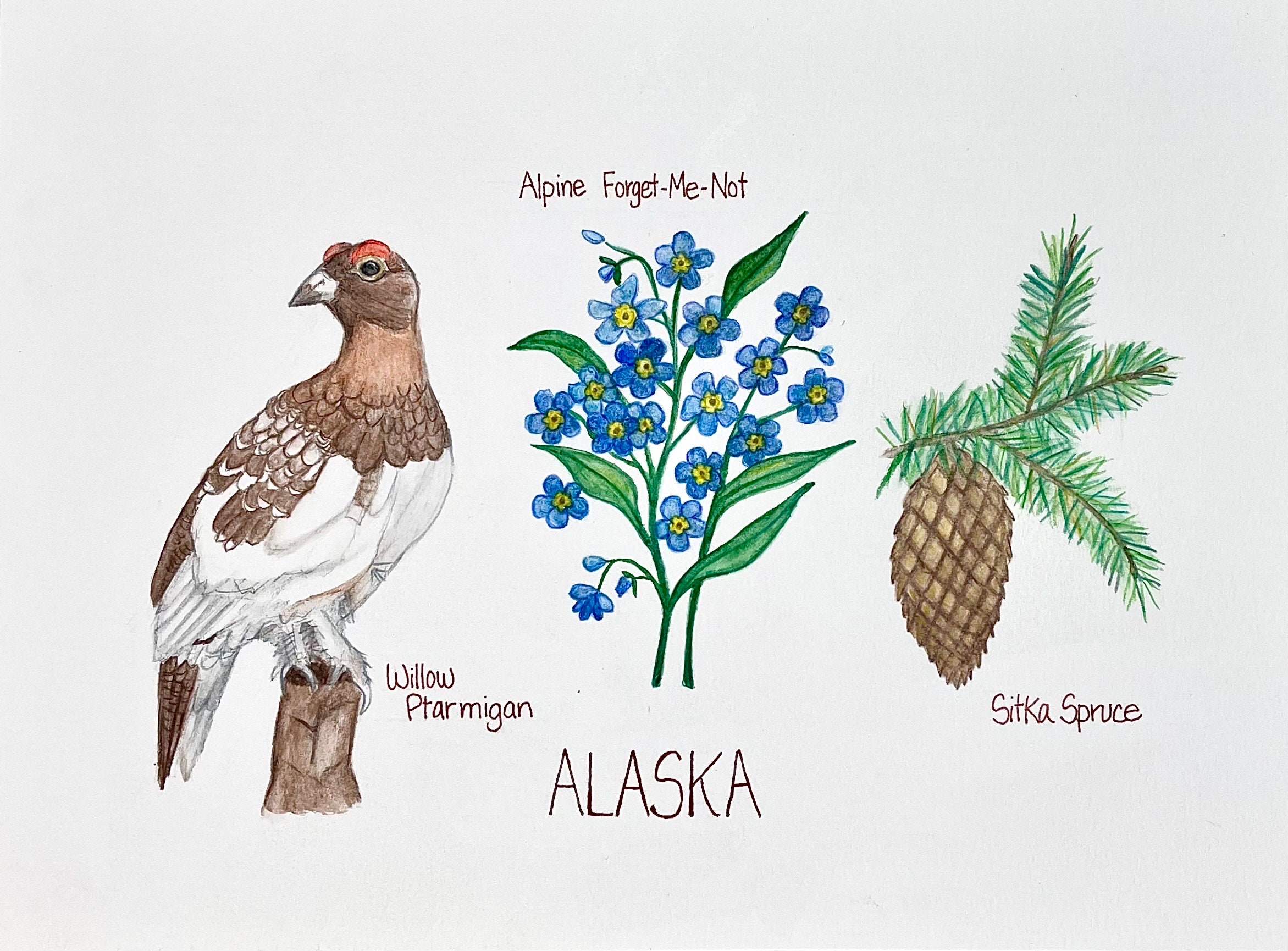 Alaska State Bird, Flower, Tree, Original Watercolor, Willow Ptarmigan ...