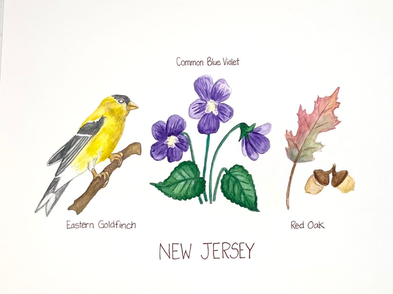 New Jersey State Symbols: Original Watercolor Painting (12x9) - Etsy