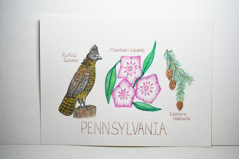 Pennsylvania State Bird, Flower, Tree, Original Watercolor Painting ...