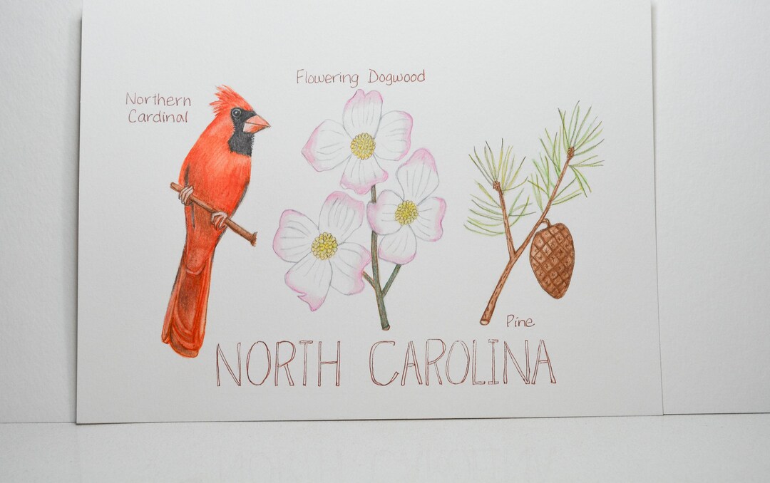 North Carolina State Bird, Flower, Tree, Original Watercolor Painting ...