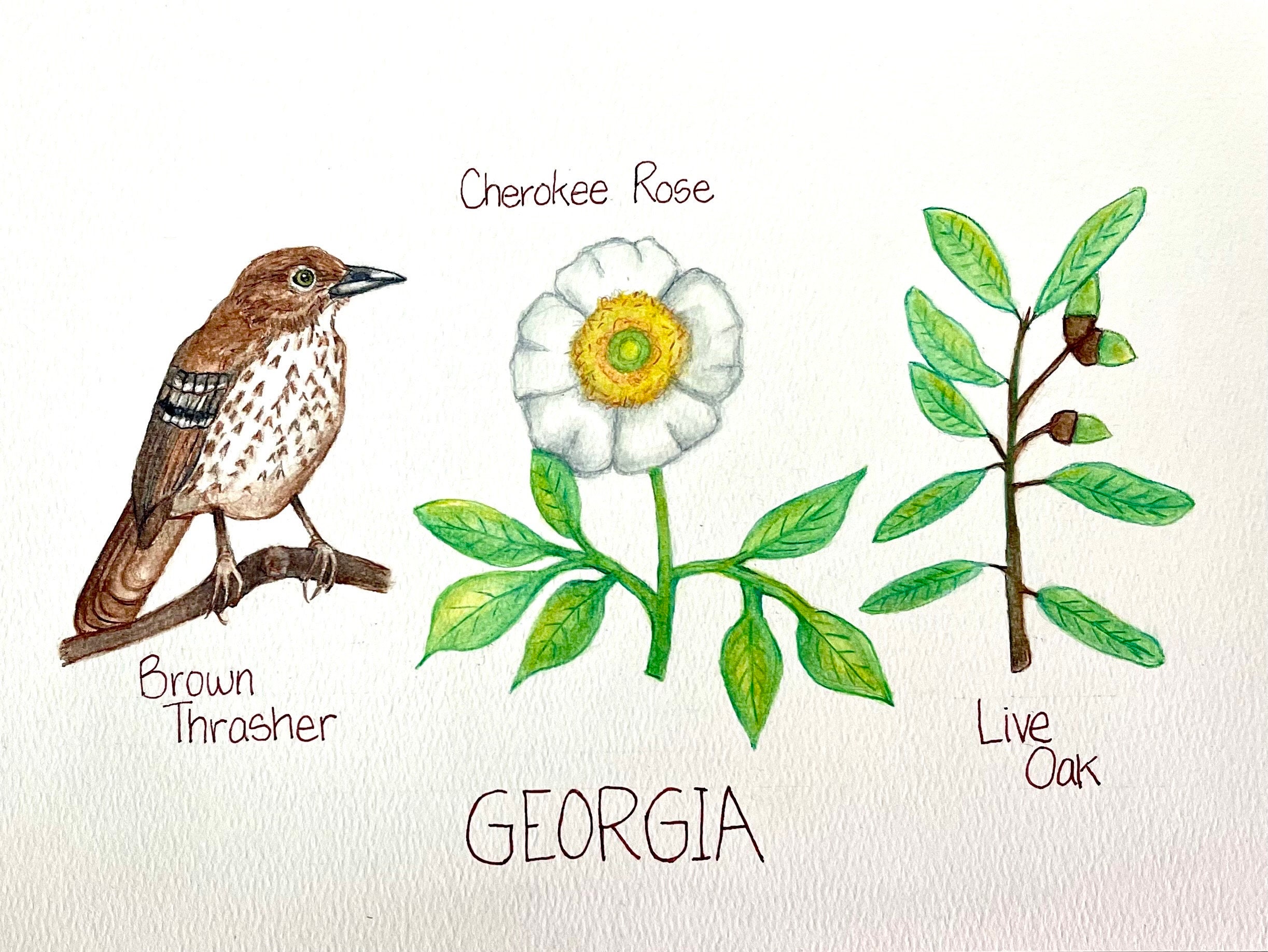 Georgia State Symbols: Brown Thrasher, Cherokee Rose, Live Oak ...