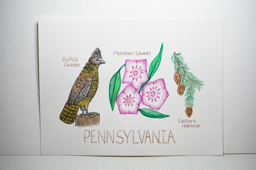 Pennsylvania State Bird, Flower, Tree, Original Watercolor Painting ...