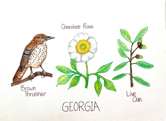 Georgia State Tree Georgia State Pride| Georgia State Flower Cherokee