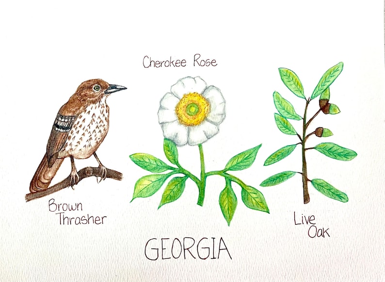 Georgia State Symbols: Brown Thrasher, Cherokee Rose, Live Oak ...