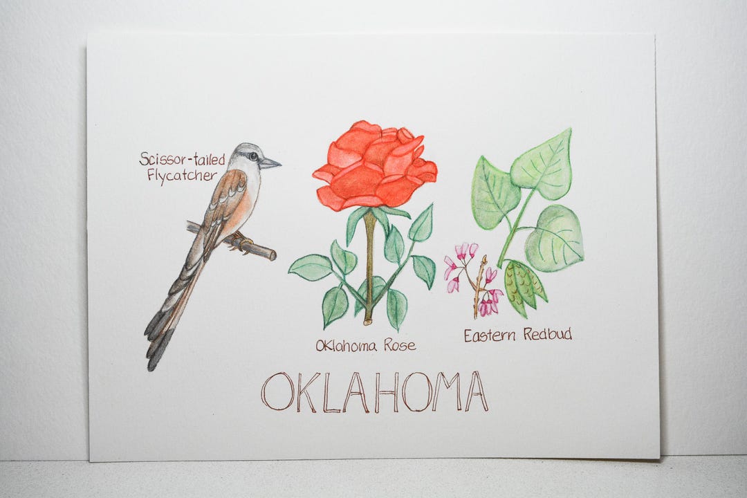 Oklahoma State Bird, Flower, Tree, Original Watercolor Painting ...