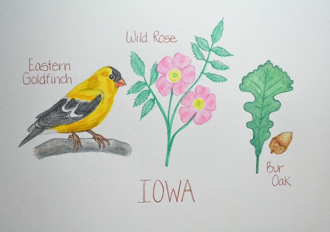 Iowa State Bird, Flower, Tree, Original Watercolor, Eastern Goldfinch ...