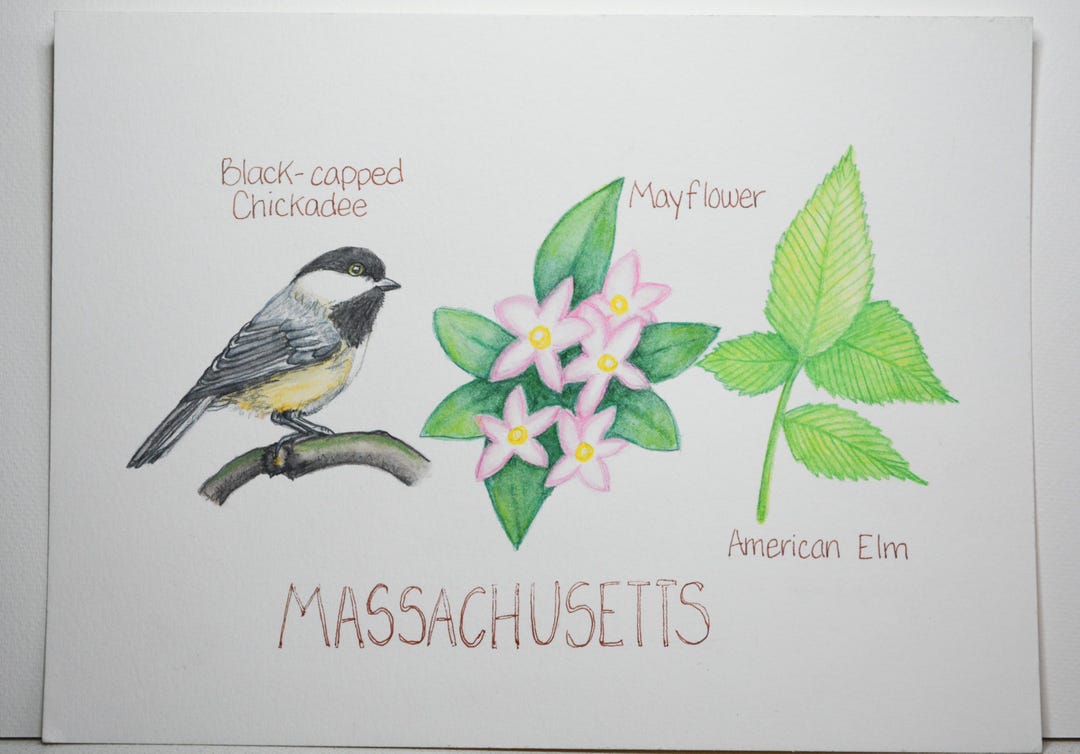Massachusetts State Bird, Flower, Tree, Original Watercolor Painting ...